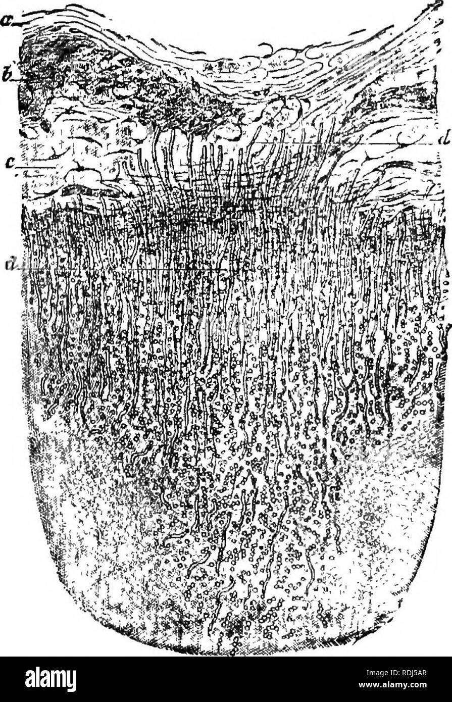 Dermis superficial hi-res stock photography and images - Alamy