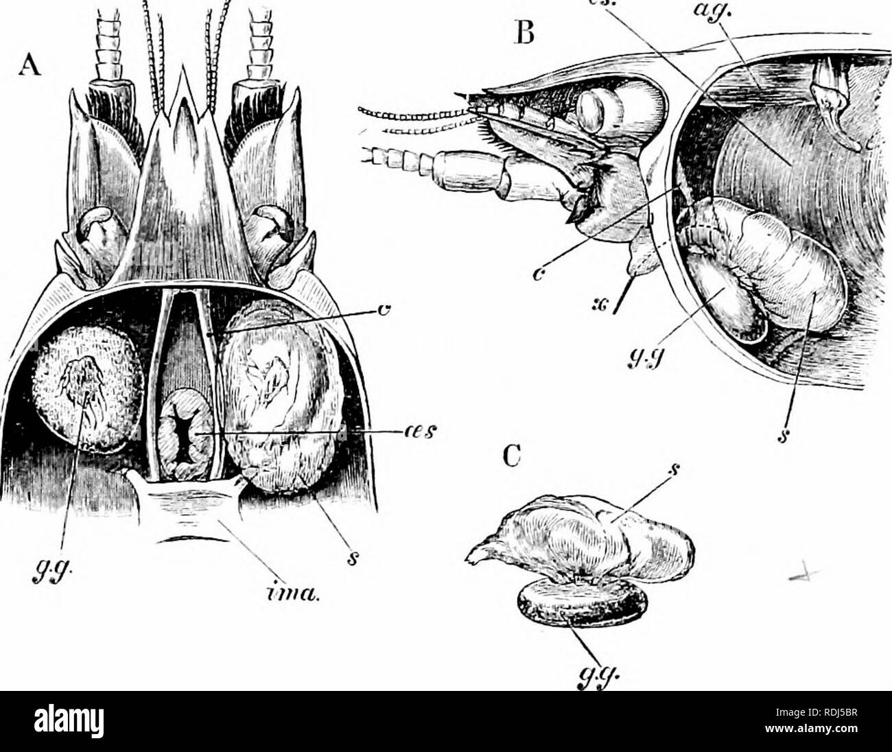 Green Glands Crayfish Internal Parts