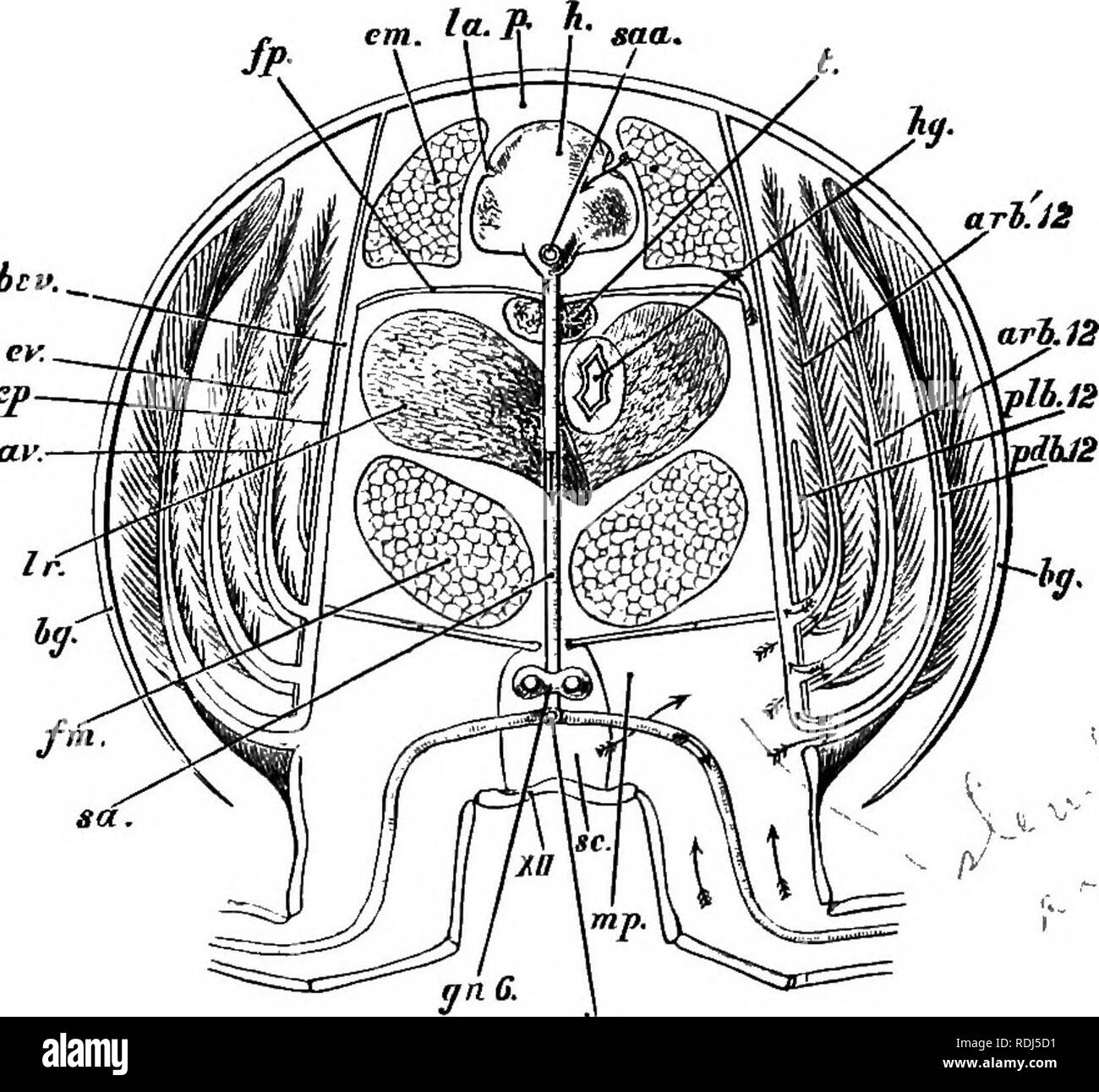 Branchio Cut Out Stock Images & Pictures - Alamy