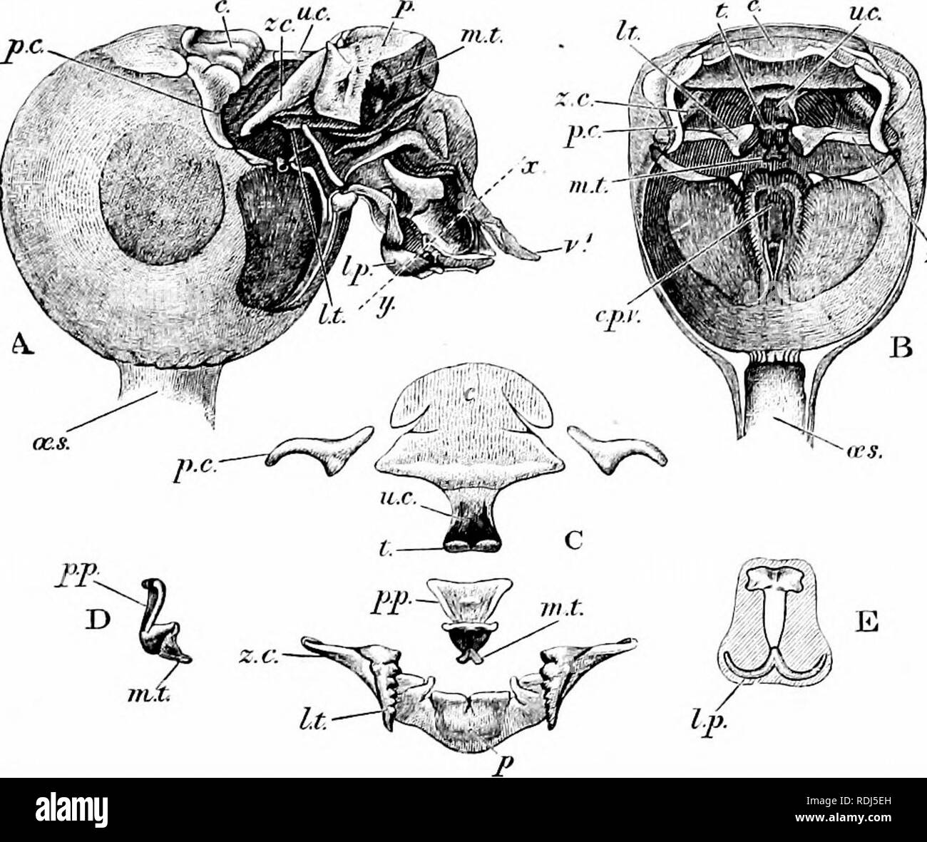 . The crayfish : an introduction to the study of zoology . Crayfish ...
