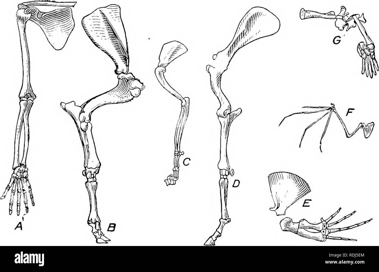 . A text-book in general physiology and anatomy. Physiology ...