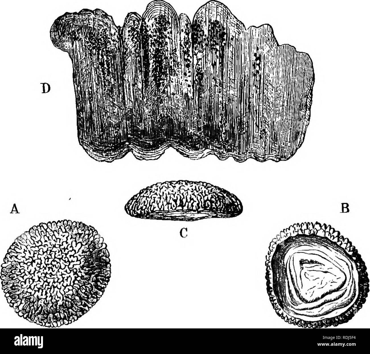 Open brain coral Cut Out Stock Images & Pictures - Alamy
