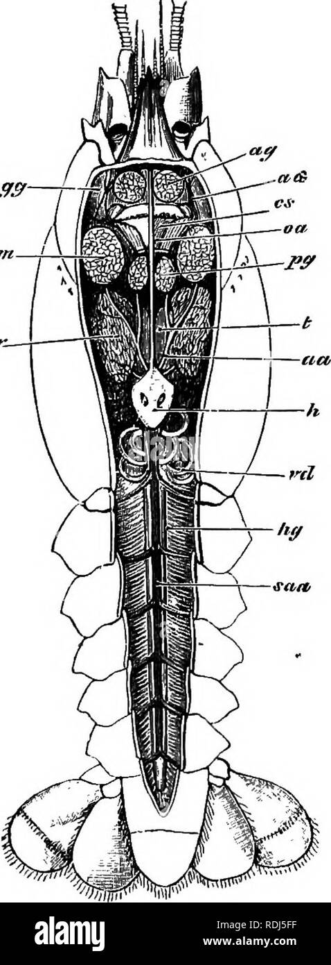 . The crayfish : an introduction to the study of zoology . Crayfish. Lt ...