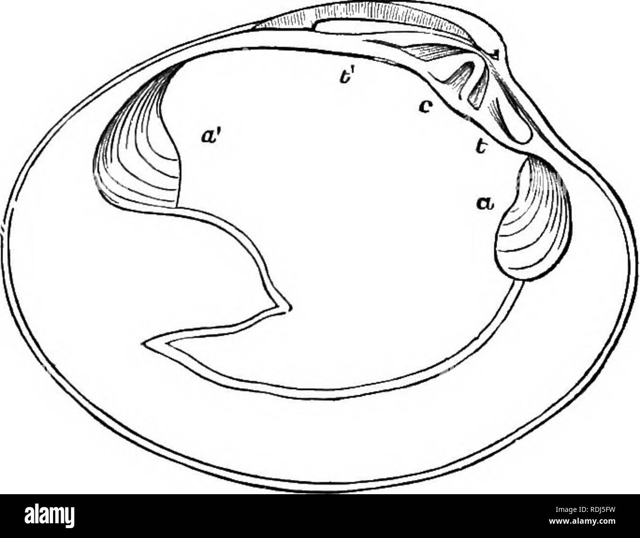 Oysters anatomy hi-res stock photography and images - Alamy