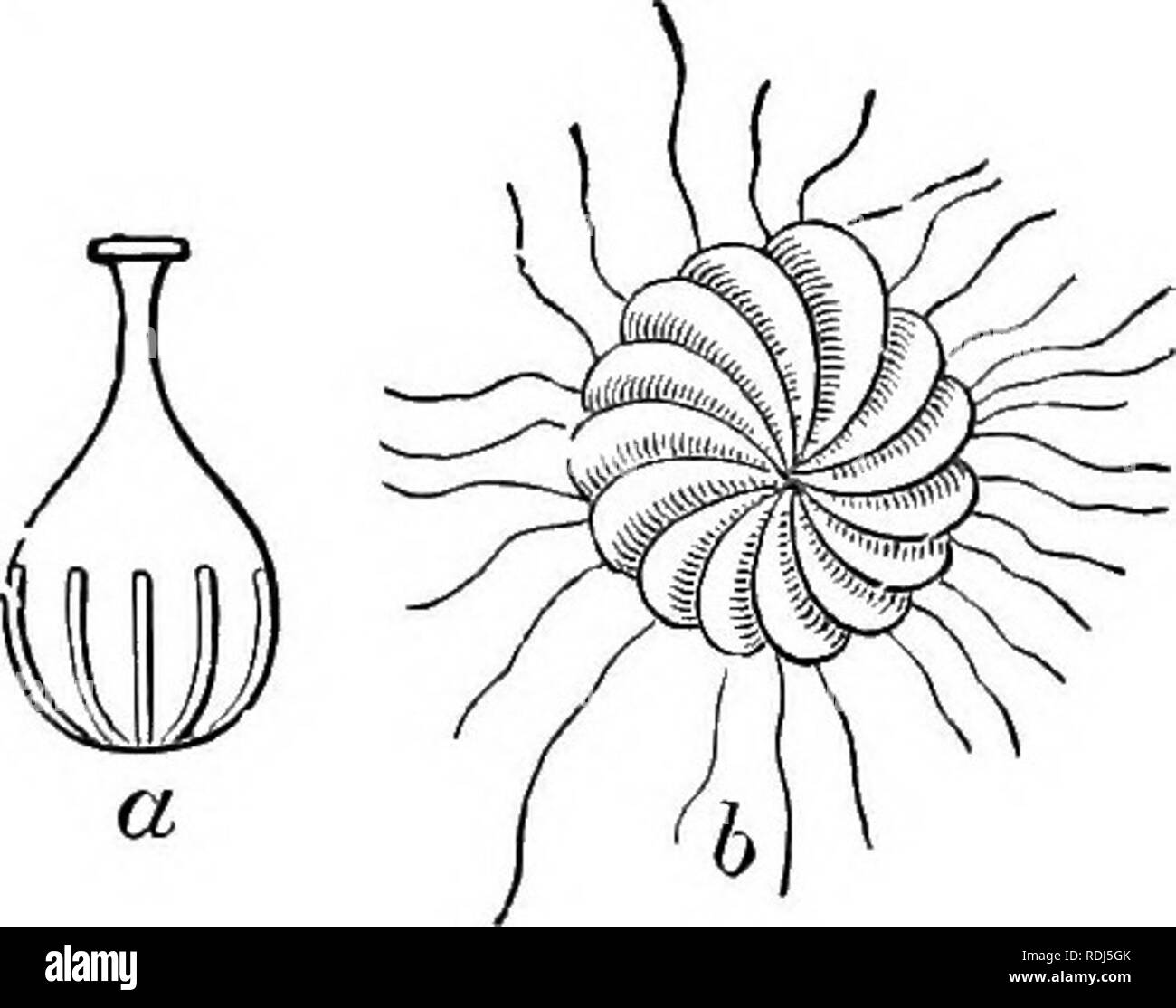 Animals with external skeletons hi-res stock photography and images - Alamy