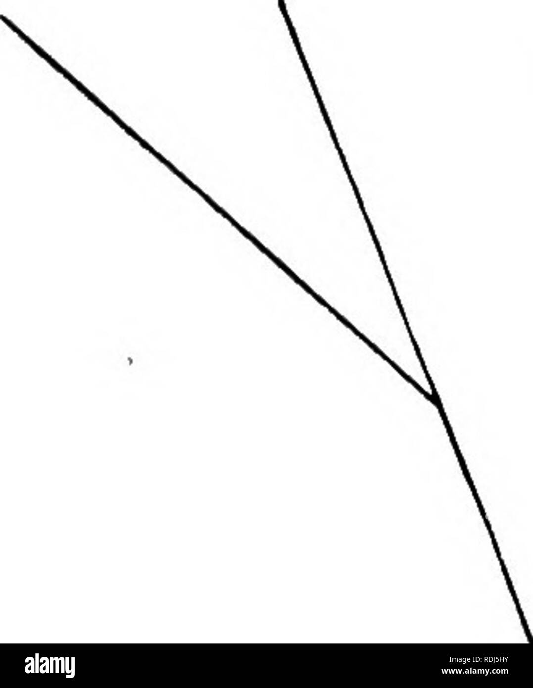 Tapir teeth hi-res stock photography and images - Alamy