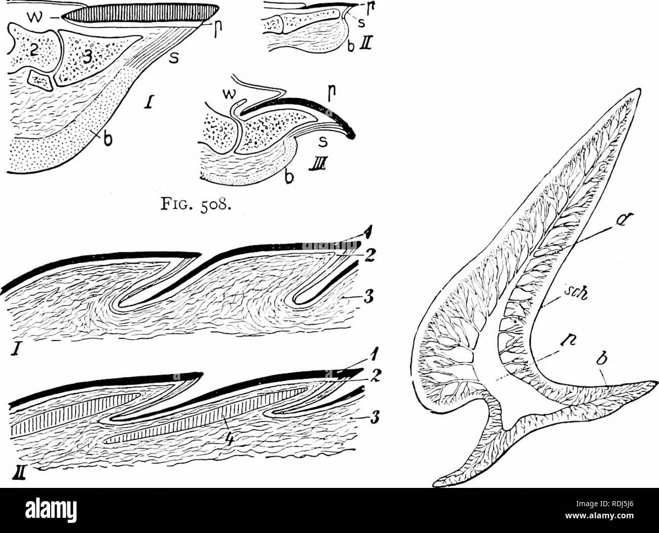 Placoid scale hi-res stock photography and images - Alamy