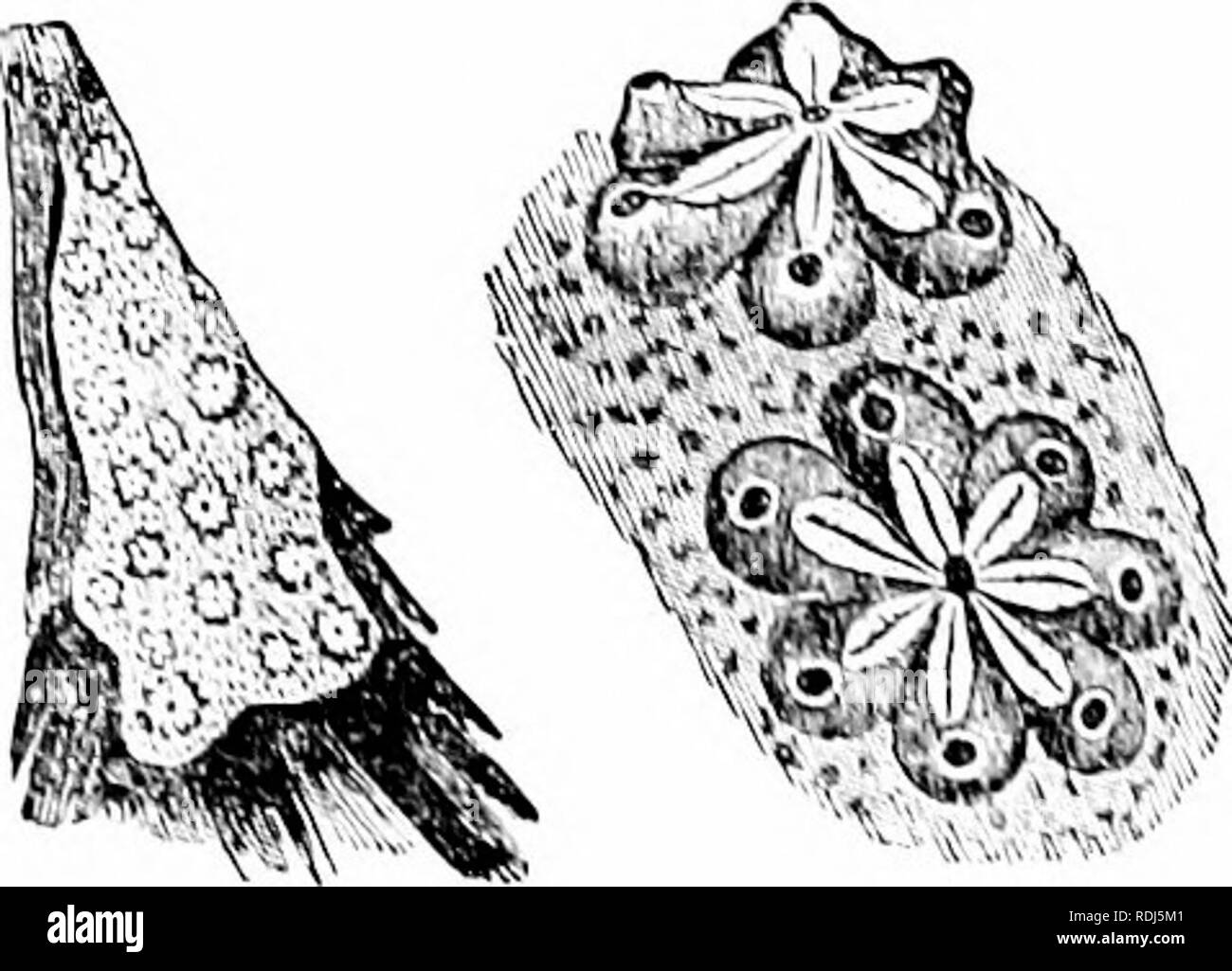 Eighteen cylinder Black and White Stock Photos & Images - Alamy