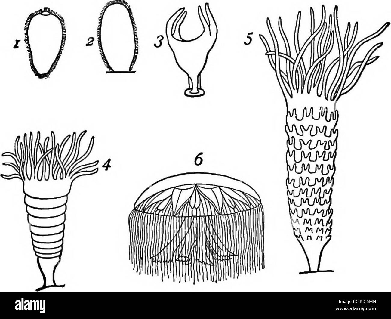 Transverse wrinkles hi-res stock photography and images - Alamy