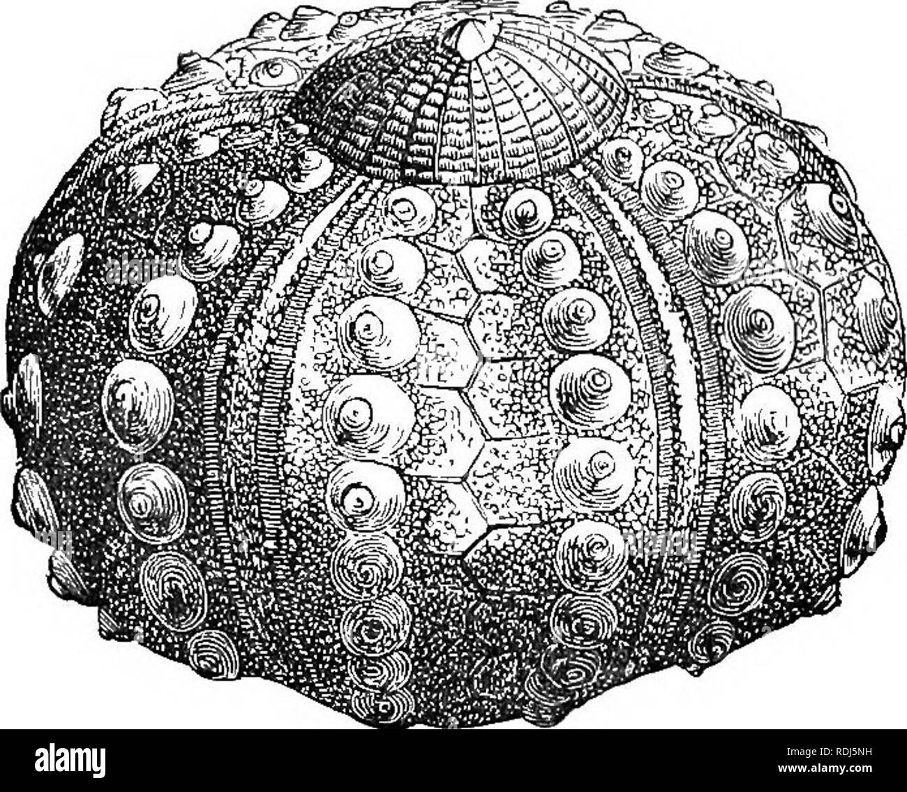 Human skeleton removal hi-res stock photography and images - Alamy