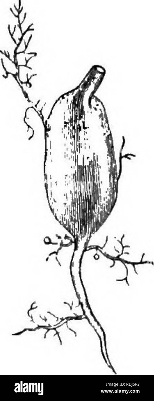 Epiphyte Plant Drawing