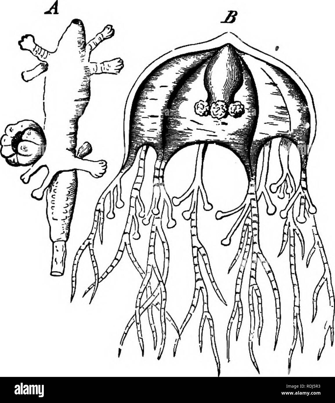 Parasite Prevention Coloring Pages