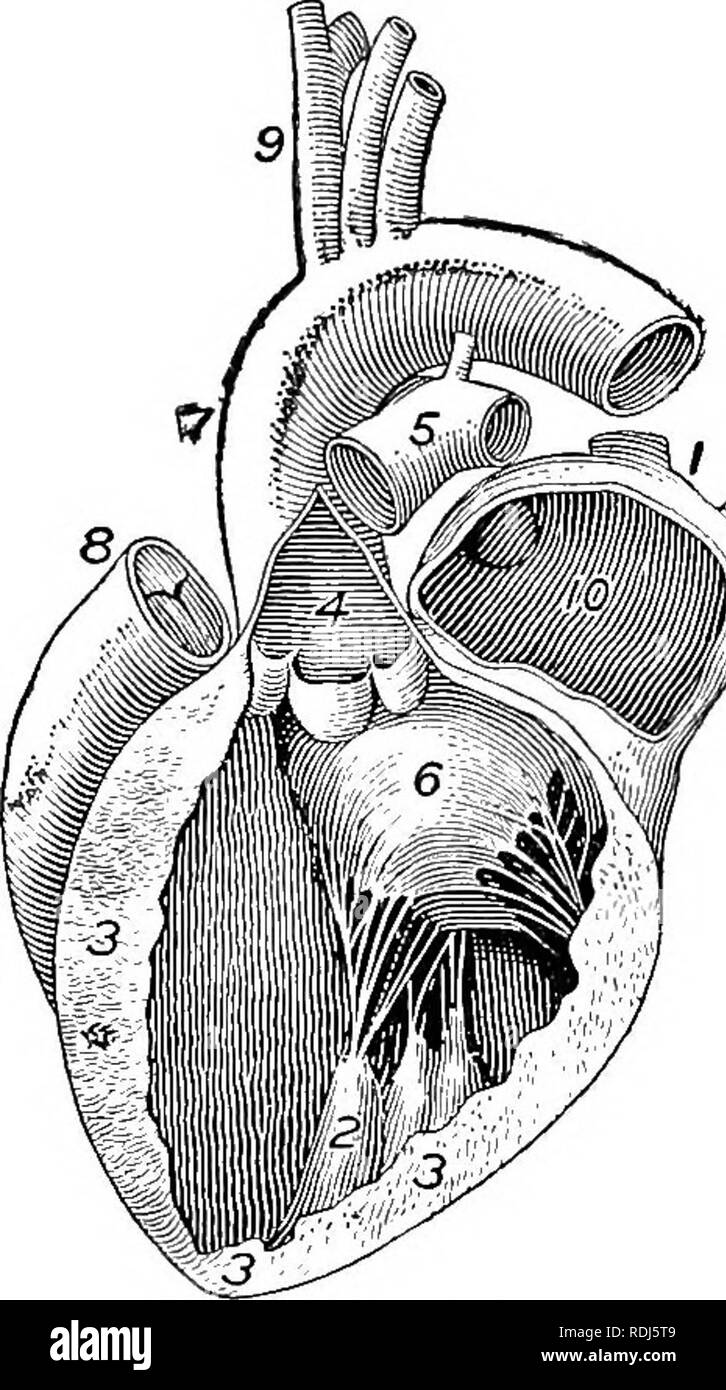 Heart cavities hi-res stock photography and images - Alamy