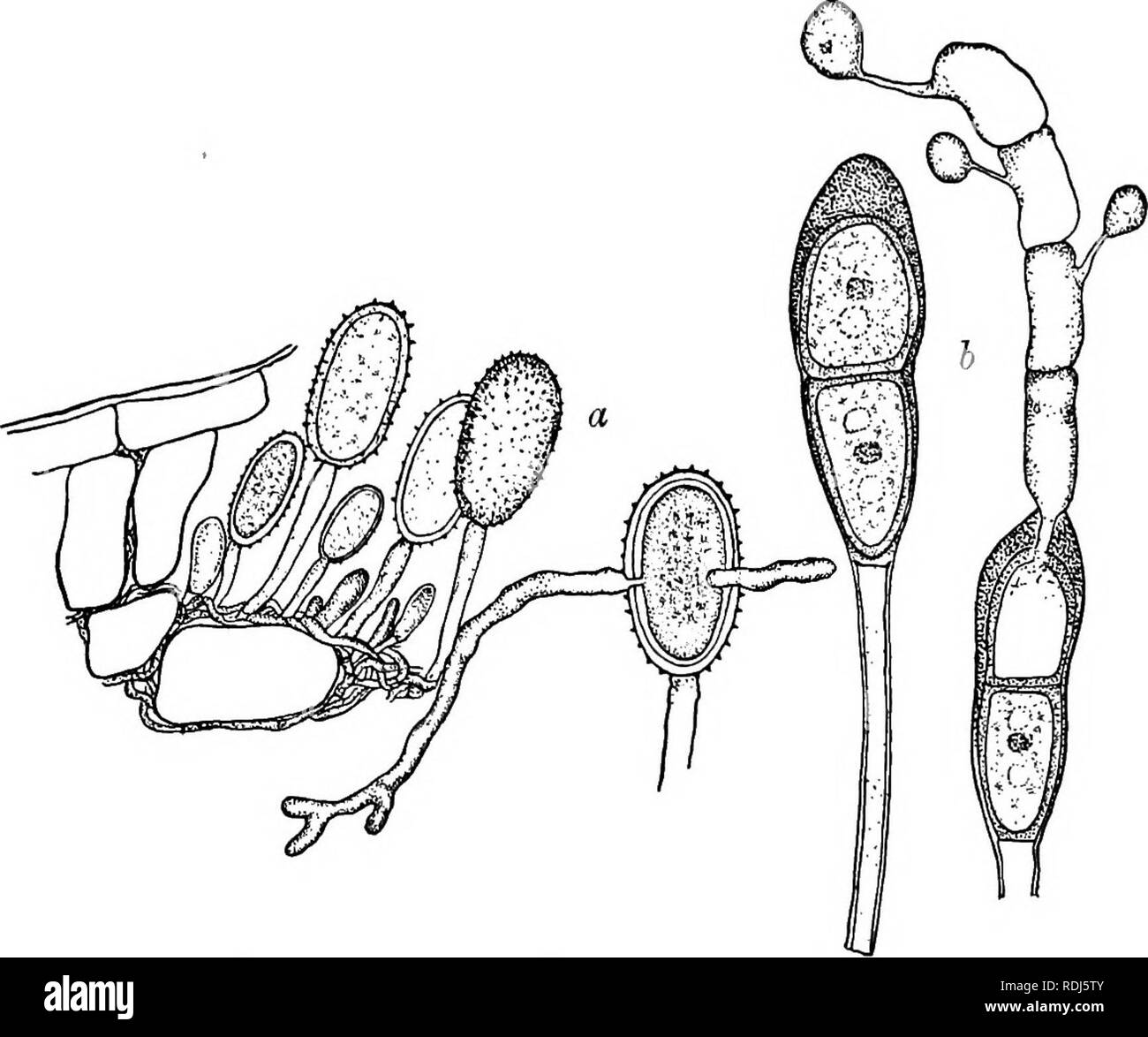 . Fungous diseases of plants : with chapters on physiology, culture ...