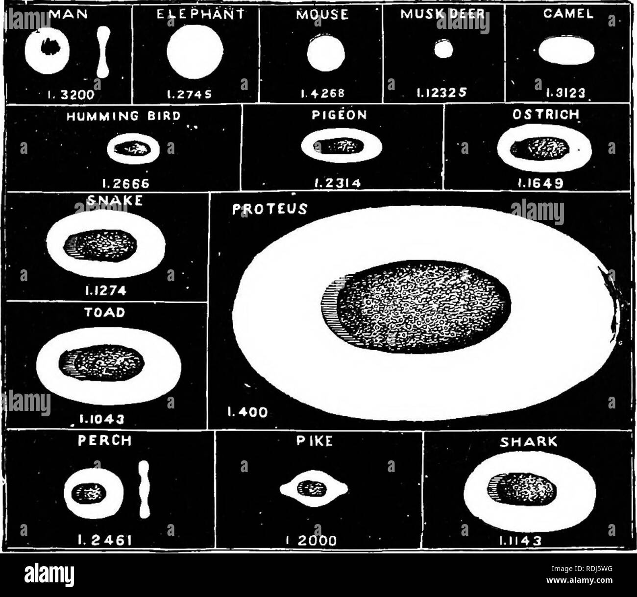 Man size tissues hi-res stock photography and images - Alamy
