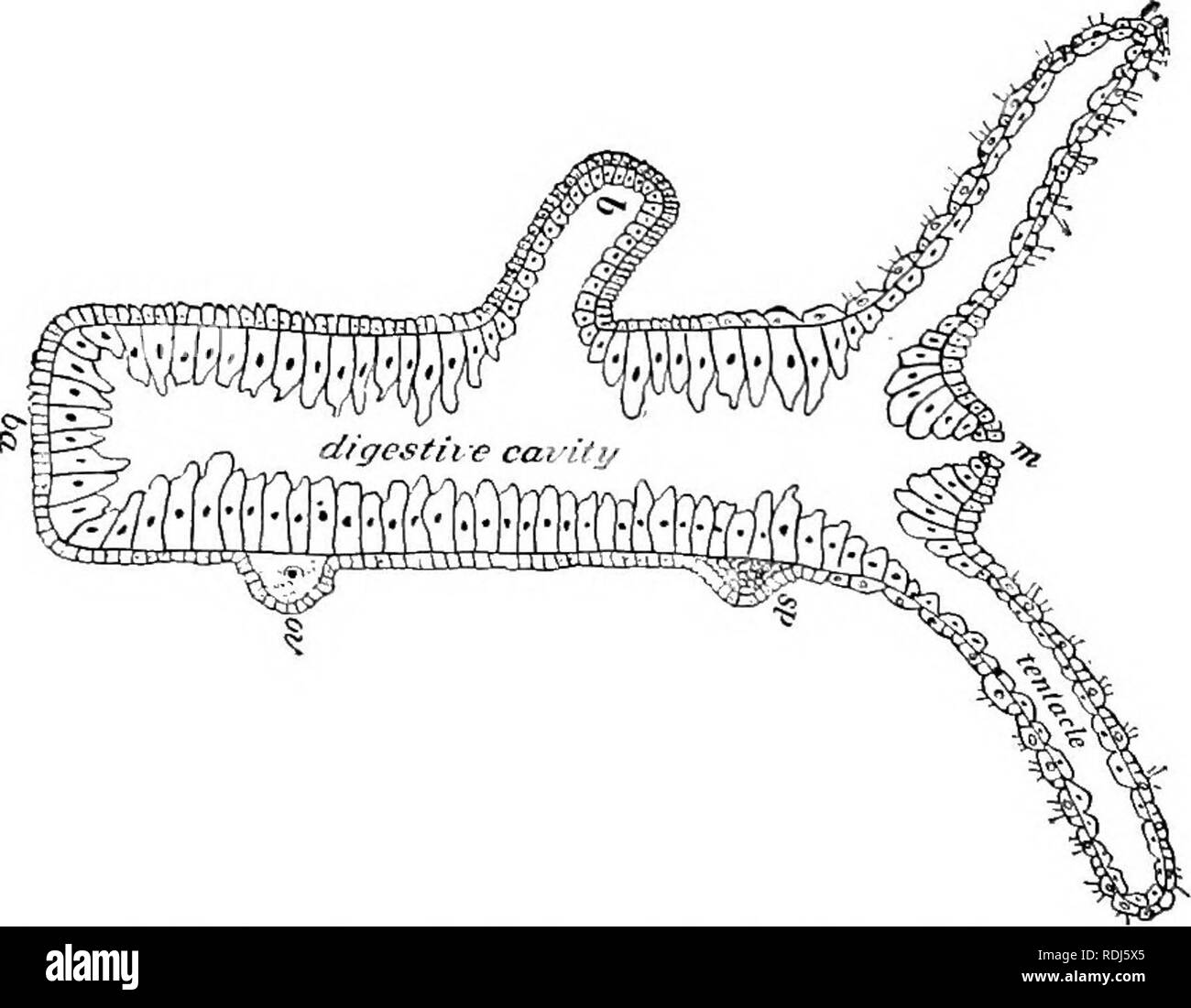 Fat dissolving hi-res stock photography and images - Alamy