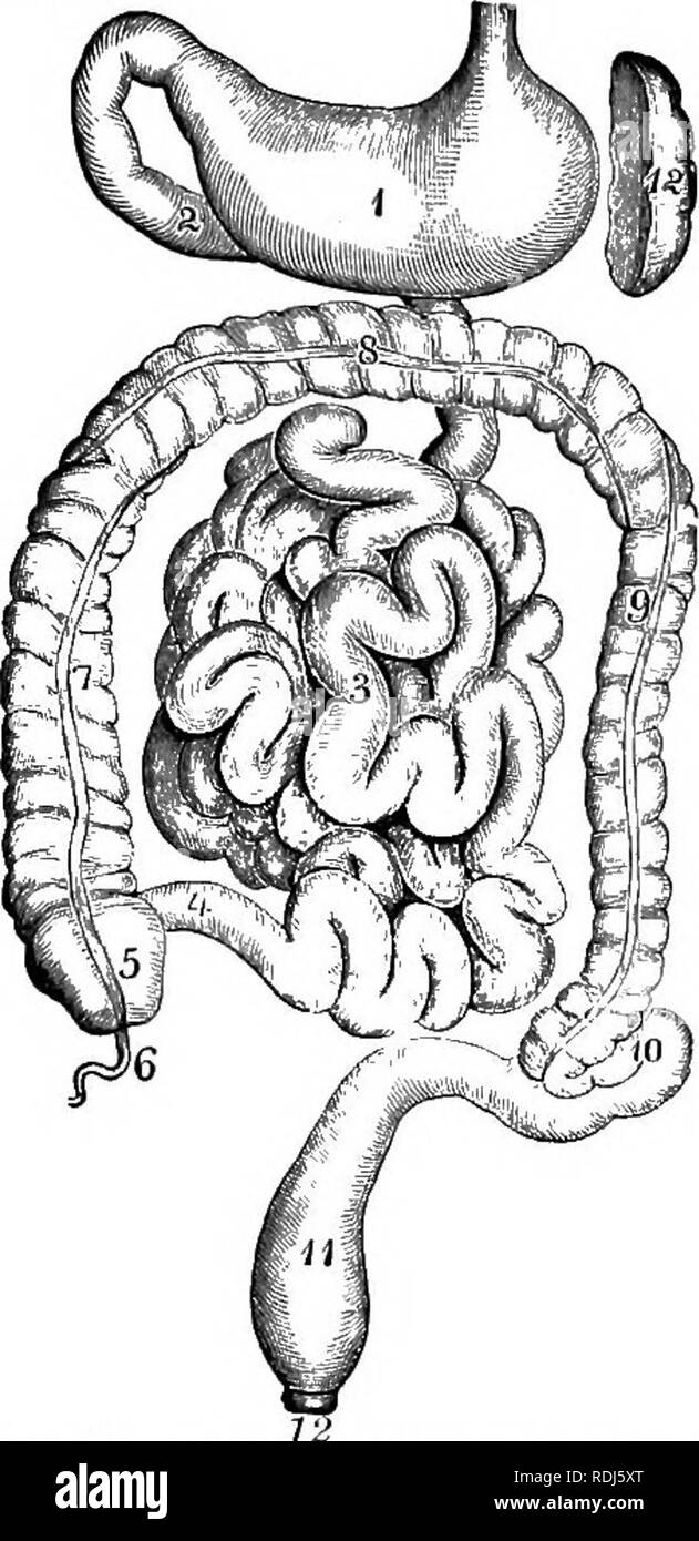 . A text-book in general physiology and anatomy. Physiology ...