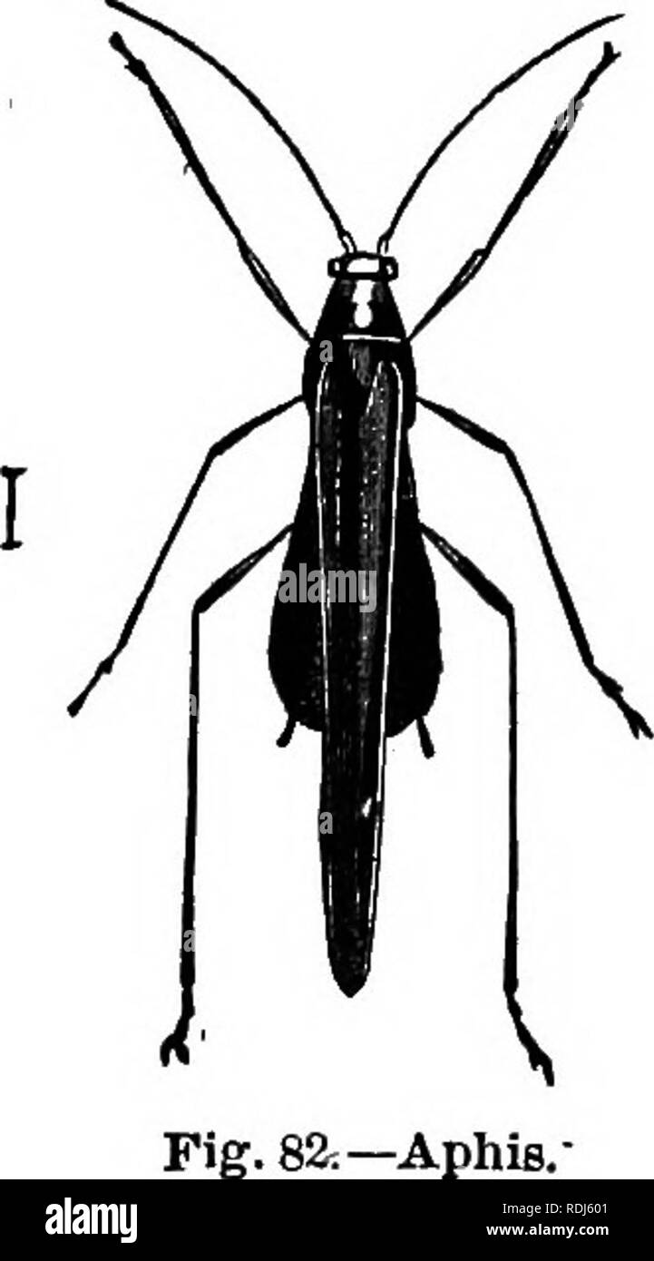 . Animal parasites and messmates. Parasites. 264 ANIMAL PARASITES AND ...