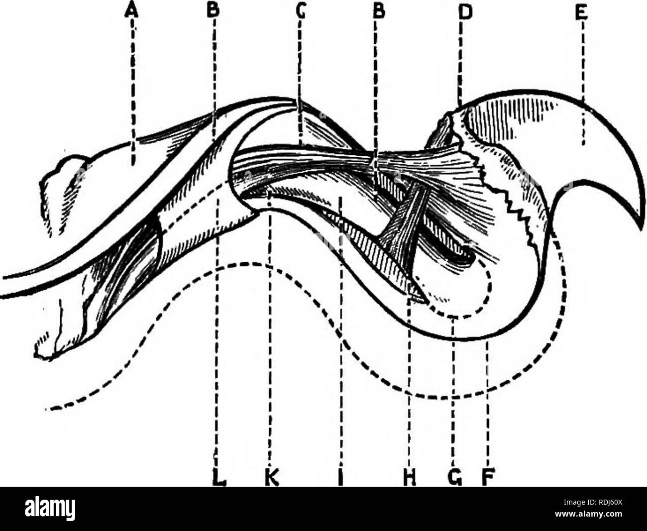 . The royal tiger of Bengal, his life and death. Tigers; Hunting. TEE ...
