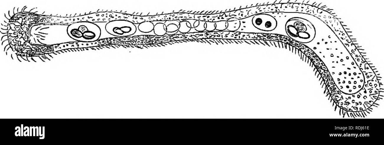 . Animal parasites and messmates. Parasites. 254 ANIMAL PAEASITES AND ...