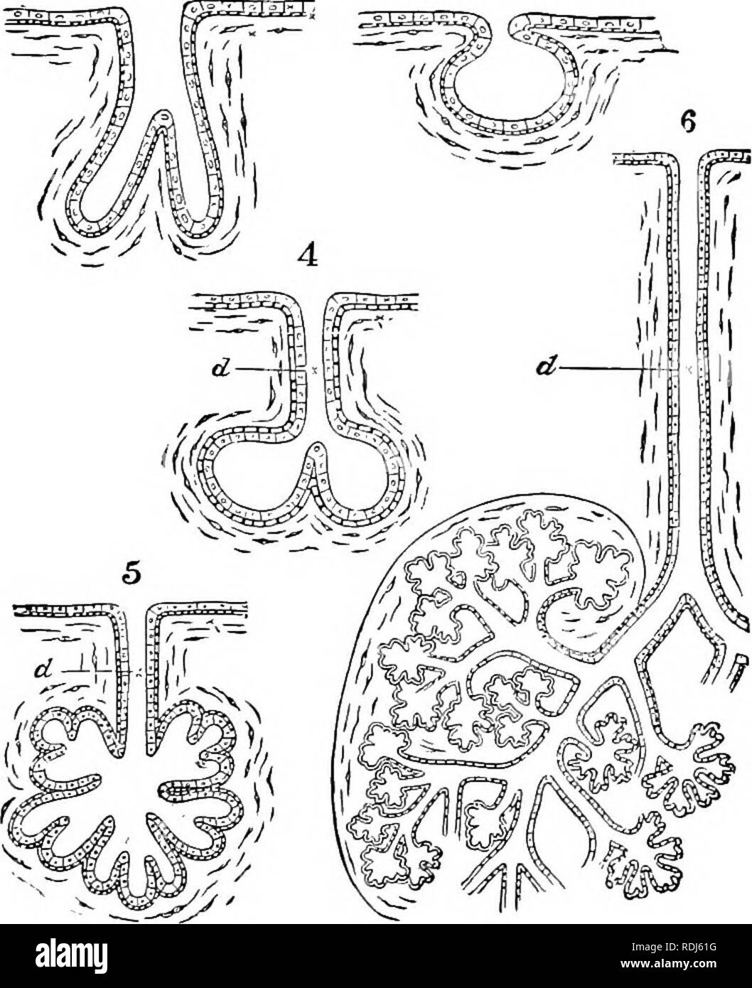 . A text-book in general physiology and anatomy. Physiology ...