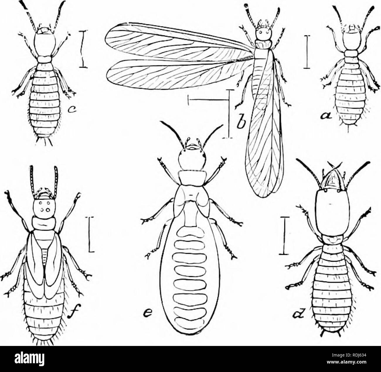 Order collembola hi-res stock photography and images - Alamy