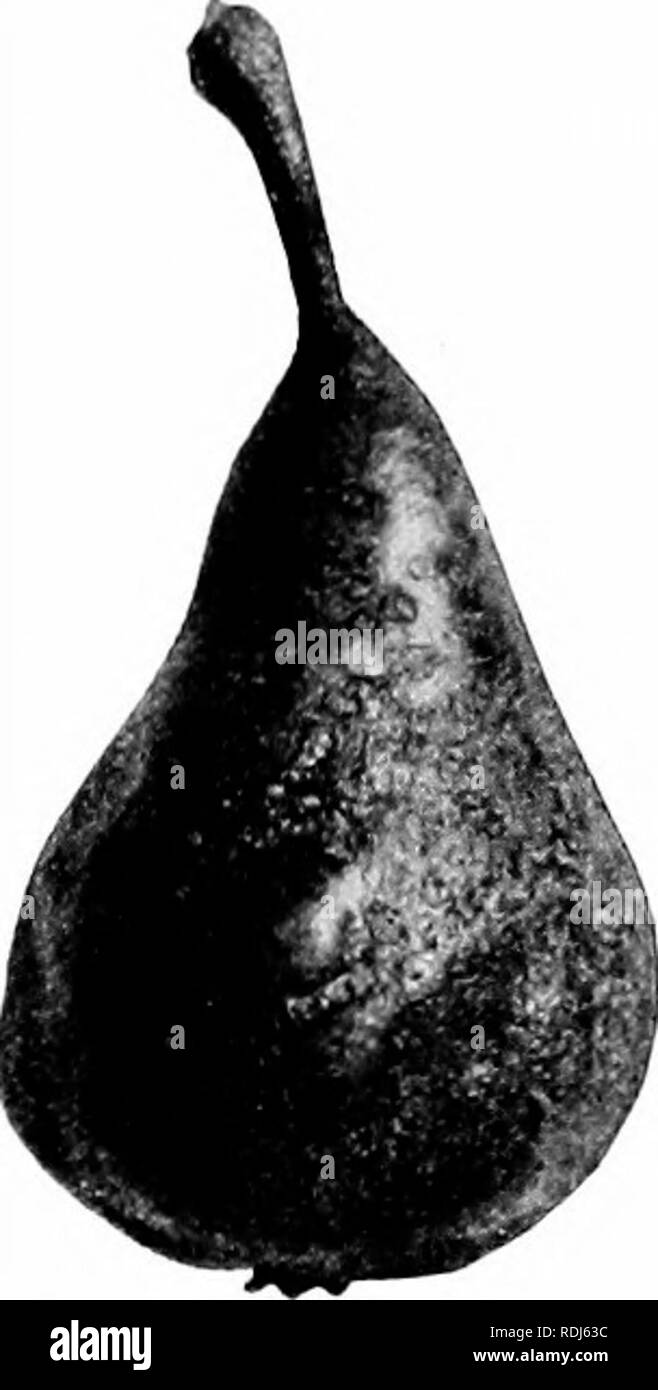 Quince leaf blight hi-res stock photography and images - Alamy