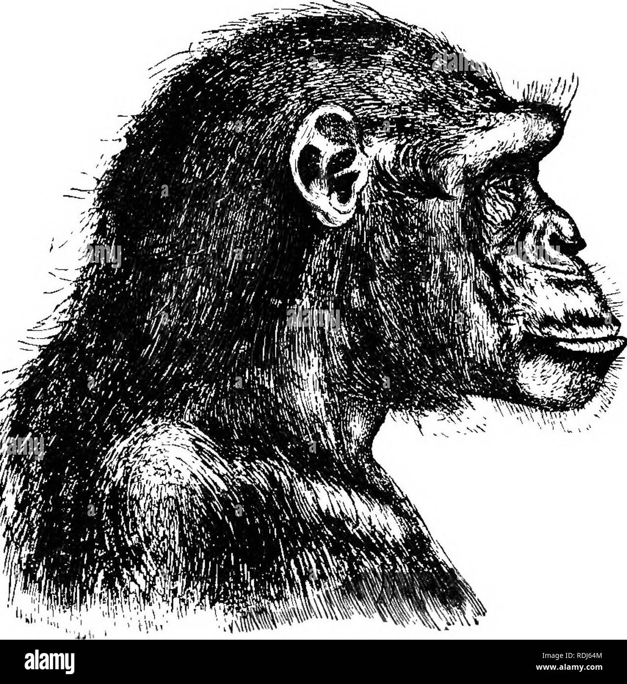 Fat belly gorilla hi-res stock photography and images - Alamy