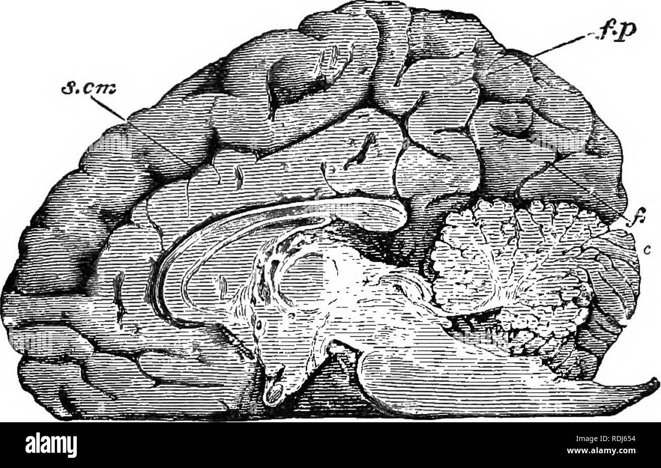 Anthropoids Black and White Stock Photos & Images - Alamy