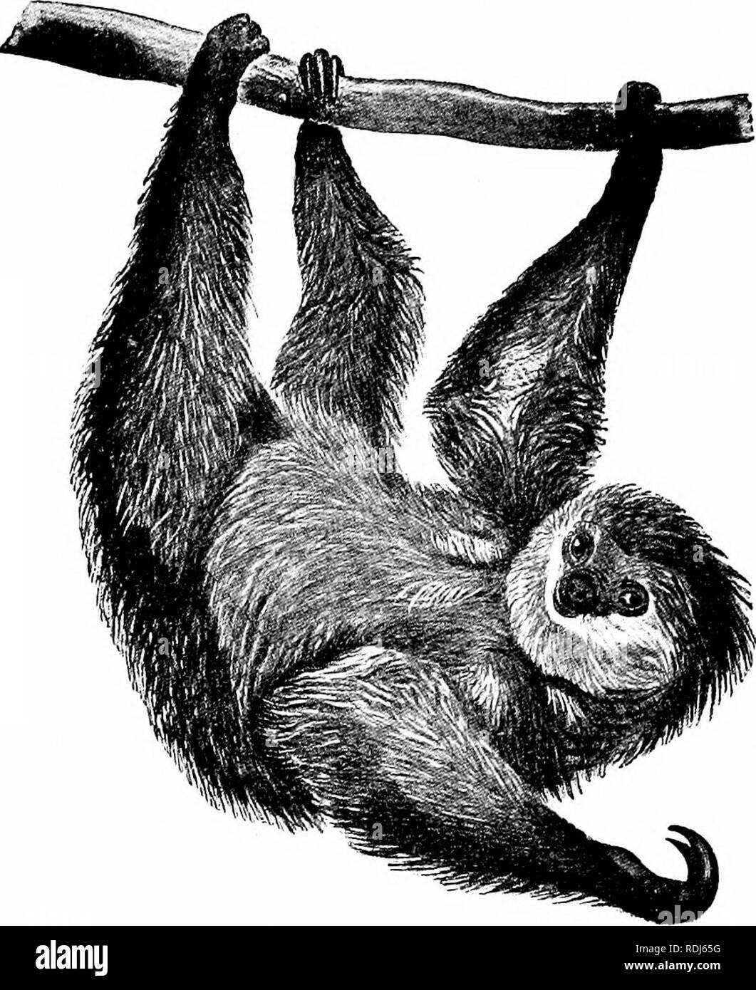 Elongated hind claw hi-res stock photography and images - Alamy