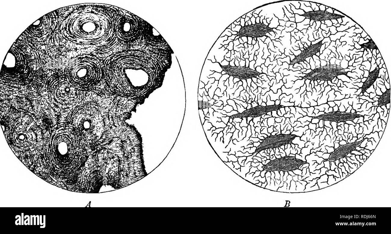 Human Bone Cells Under Microscope