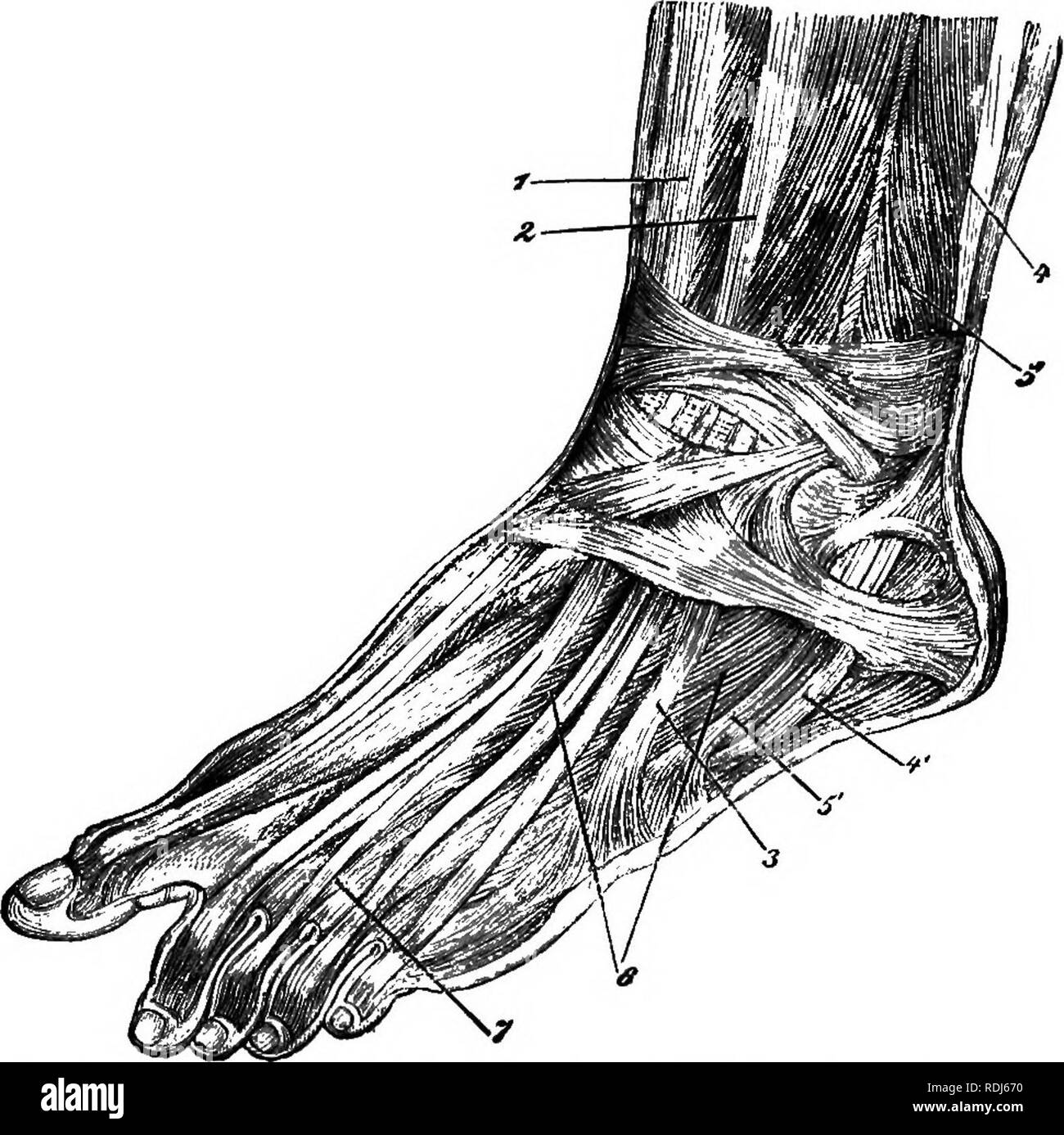 Extensor digitorum longus tendons Black and White Stock Photos & Images ...
