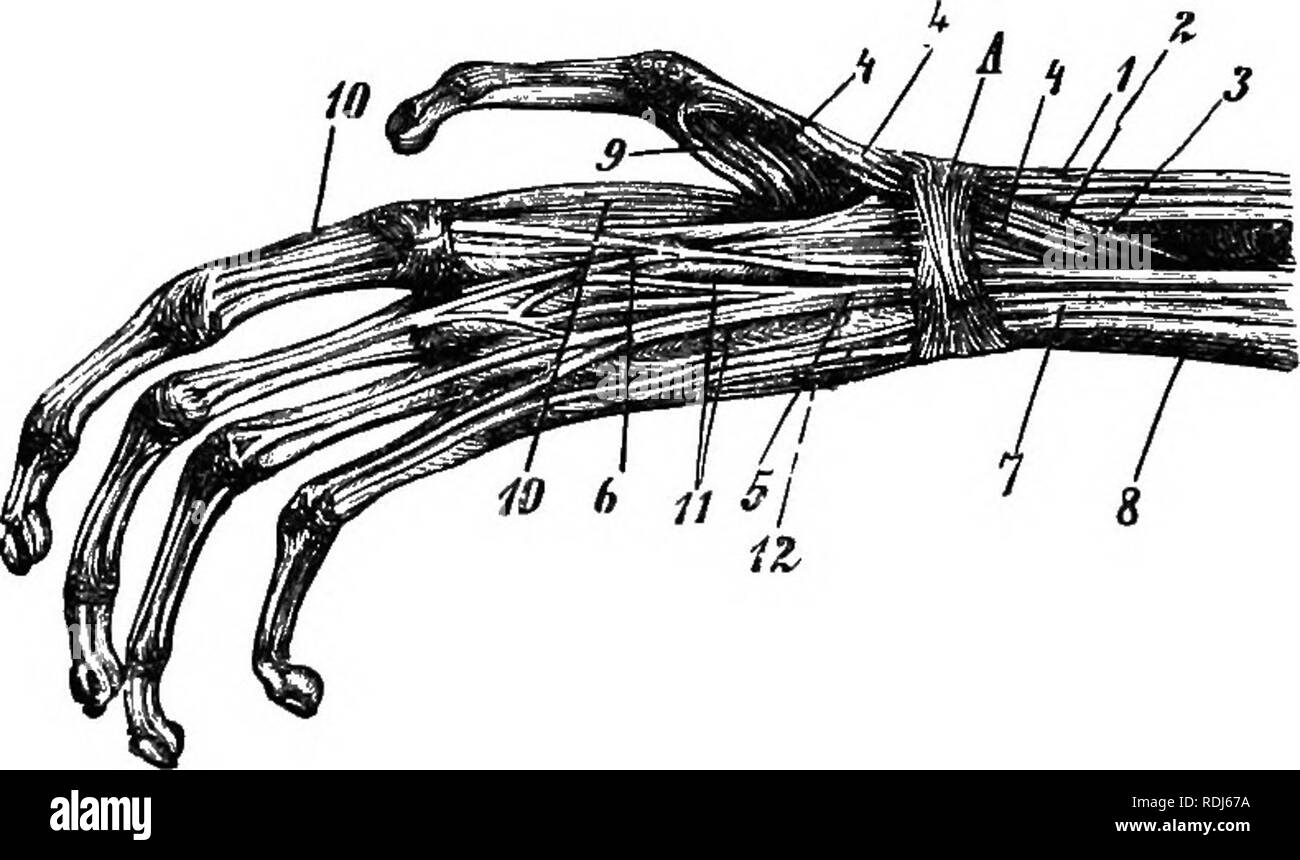 . Anthropoid apes. Apes. 170 ANTHROPOID APES. must be remembered that ...