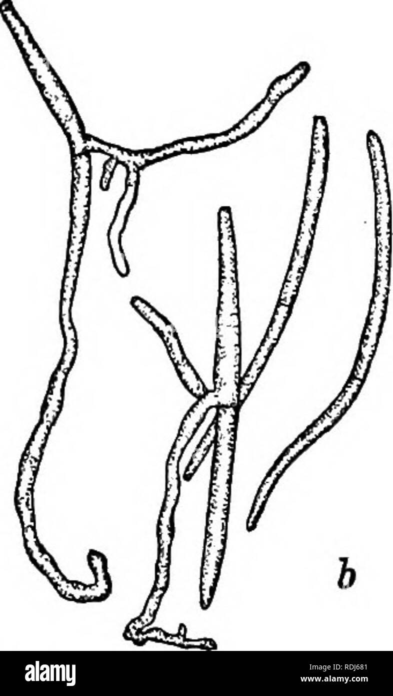 . Fungous diseases of plants : with chapters on physiology, culture ...