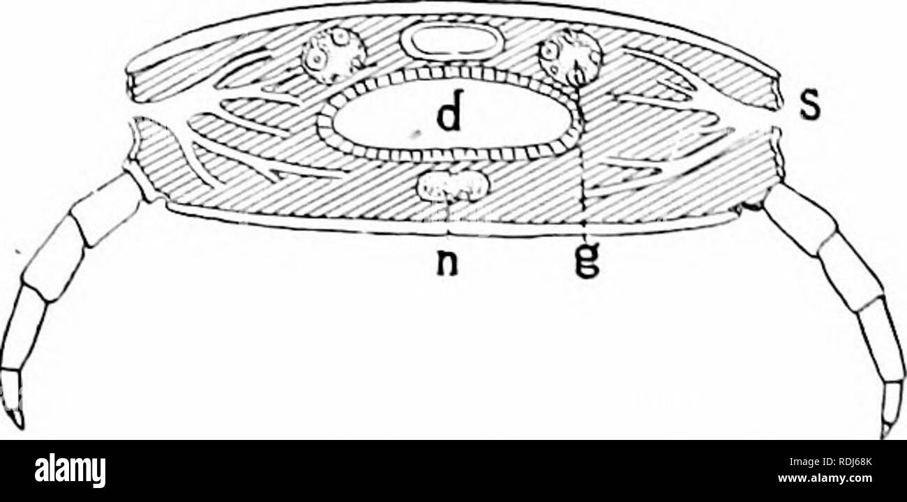 . A manual of zoology. Zoology. 402 ARTHROrODA longitudinal trunks i ...