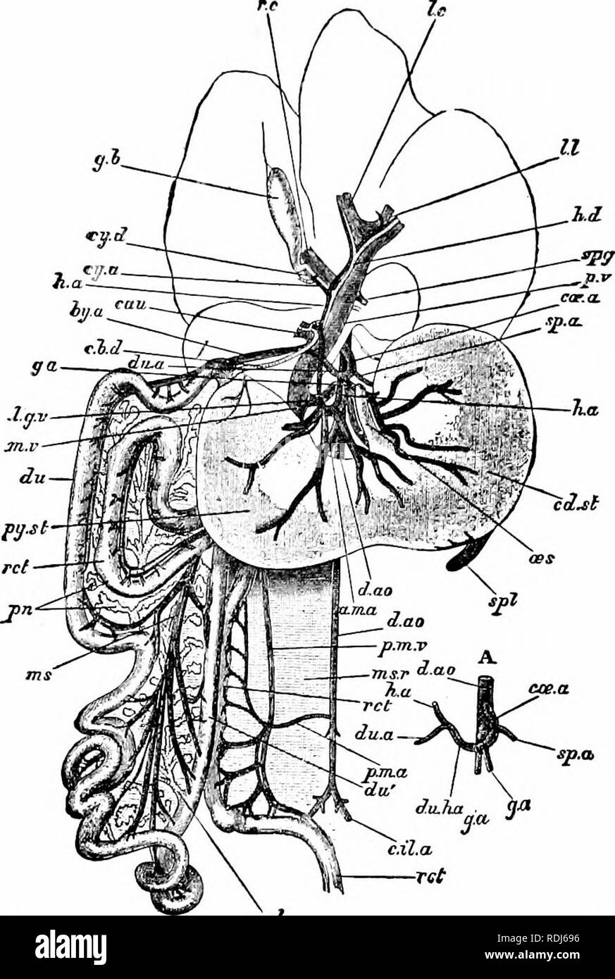 Right hepatic duct Black and White Stock Photos & Images - Alamy