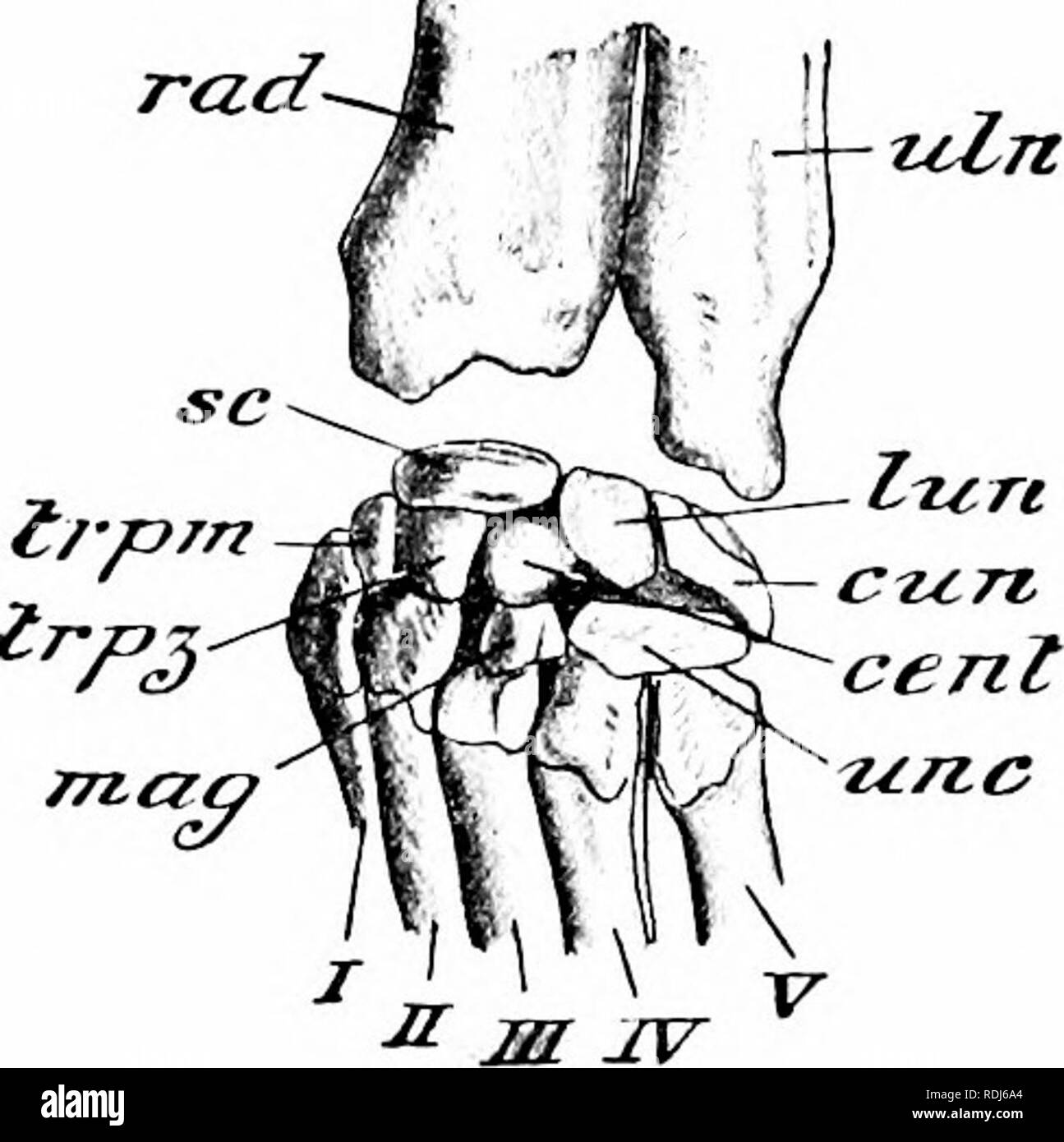 Distal row of carpal bones hi-res stock photography and images - Alamy