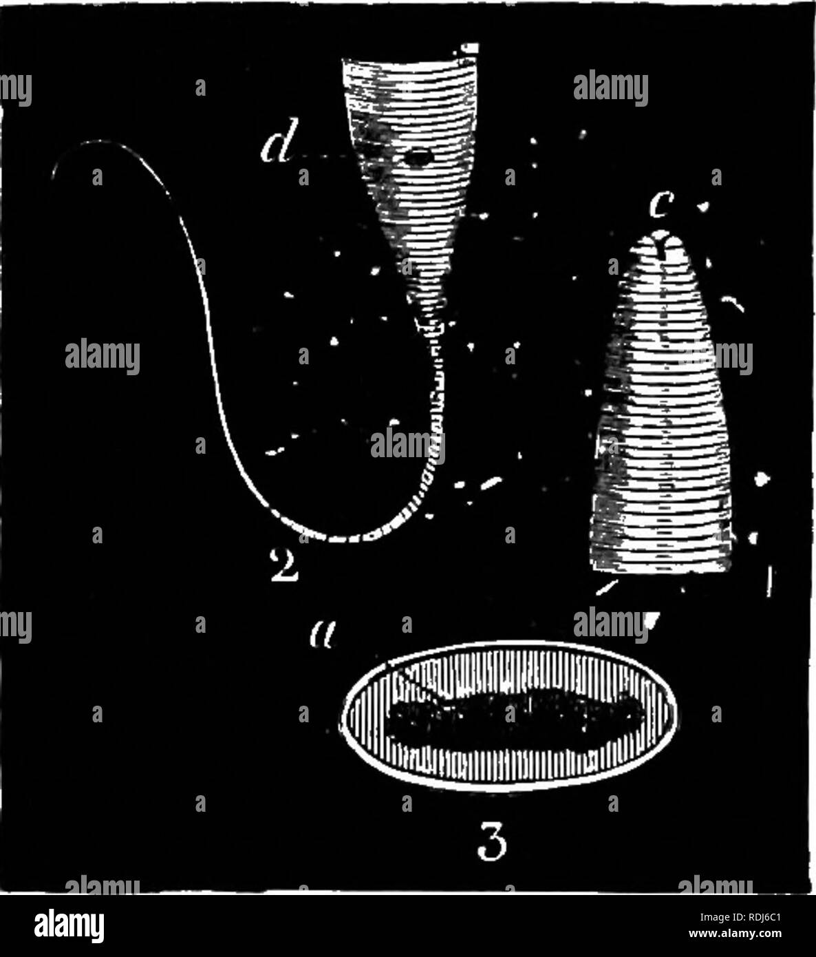 Filaria worm hi-res stock photography and images - Alamy