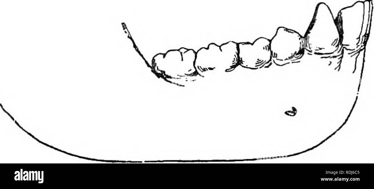 Miocene ape hi-res stock photography and images - Alamy