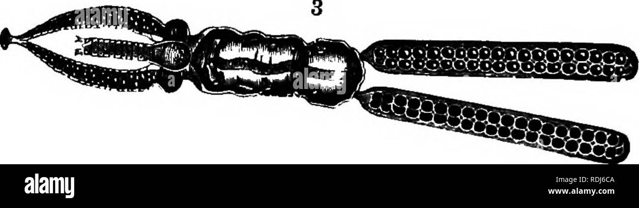 Festoon suspended Black and White Stock Photos & Images - Alamy