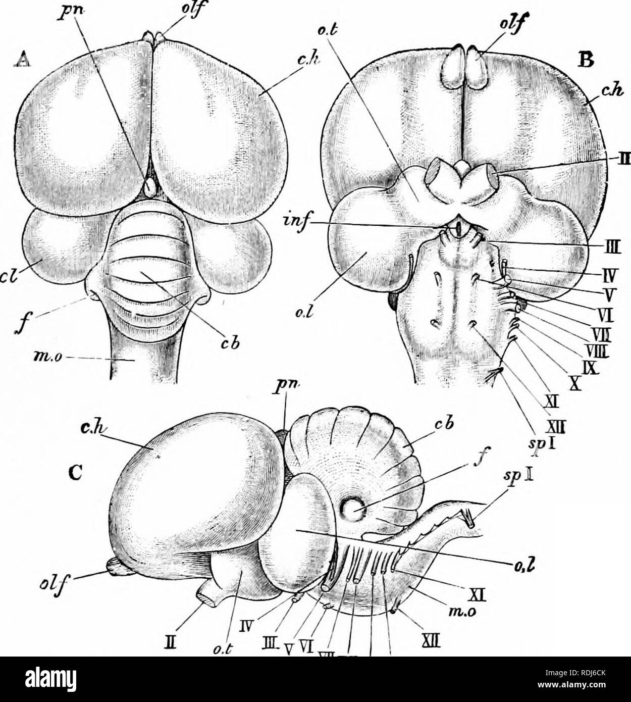 . A manual of zoology. XII PHYLUM CHORDATA 479 capillaries. This is ...