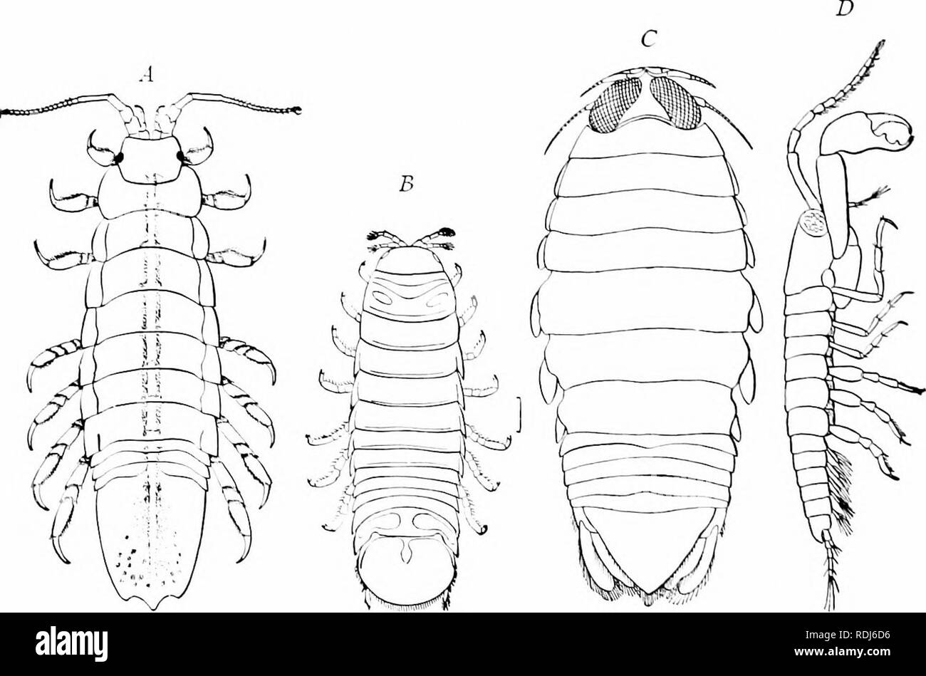 Terrestrial insects Cut Out Stock Images & Pictures - Alamy