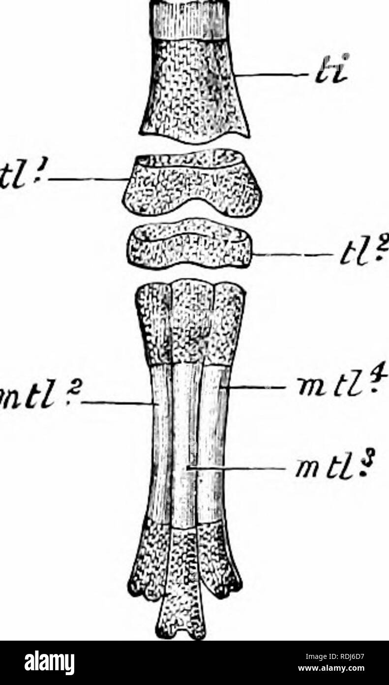. A manual of zoology. 472 MANUAL OF ZOOLOGY nil Following the tibio ...