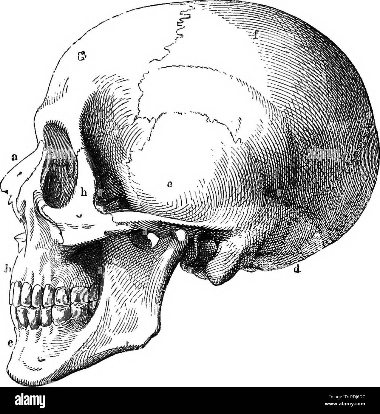. Anthropoid apes. Apes. 108 ANTHROPOID APES. parallel between it and ...