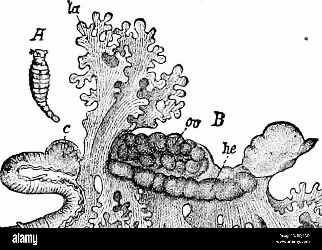 . A manual of zoology. Zoology. Fig. 412.—Asellus aquaticus (from ...