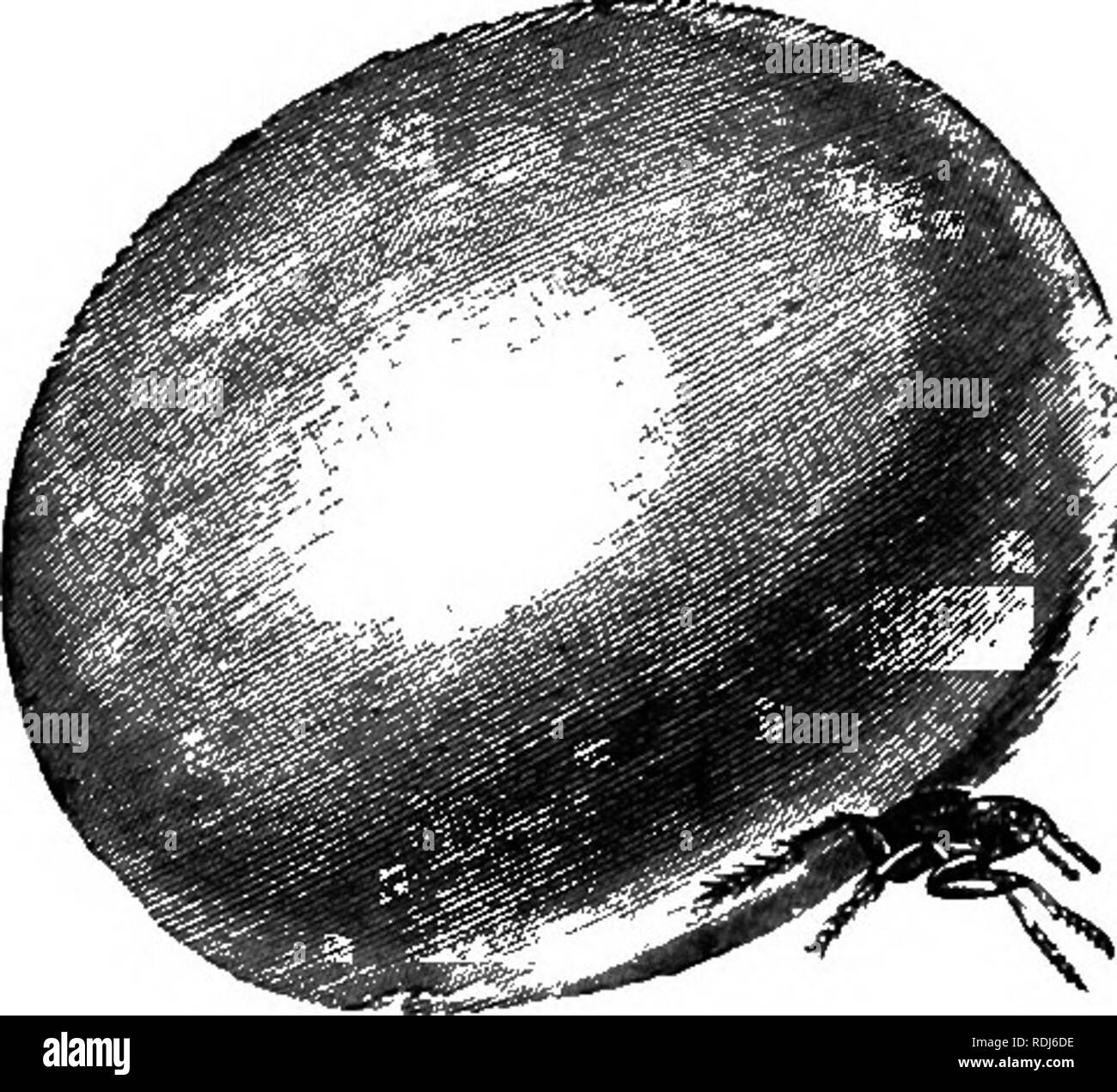 . Animal parasites and messmates. Parasites. Fig. 26.—Male Chigoe. Fig ...