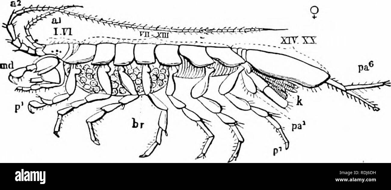 . A manual of zoology. Zoology. I. CRUSTACEA: ISOPODA 385 Order II ...