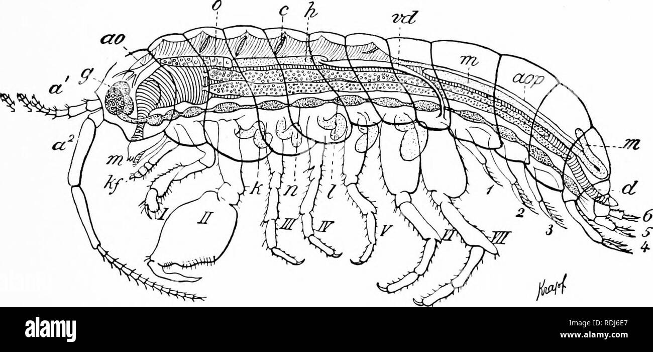 Amphipoda plates hi-res stock photography and images - Alamy