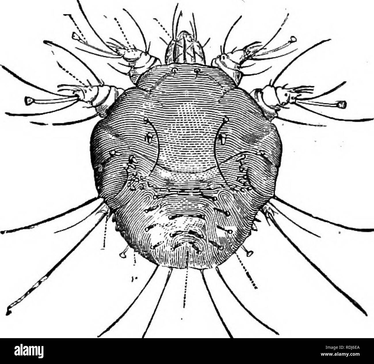 Sarcoptes scabiei male hi-res stock photography and images - Alamy