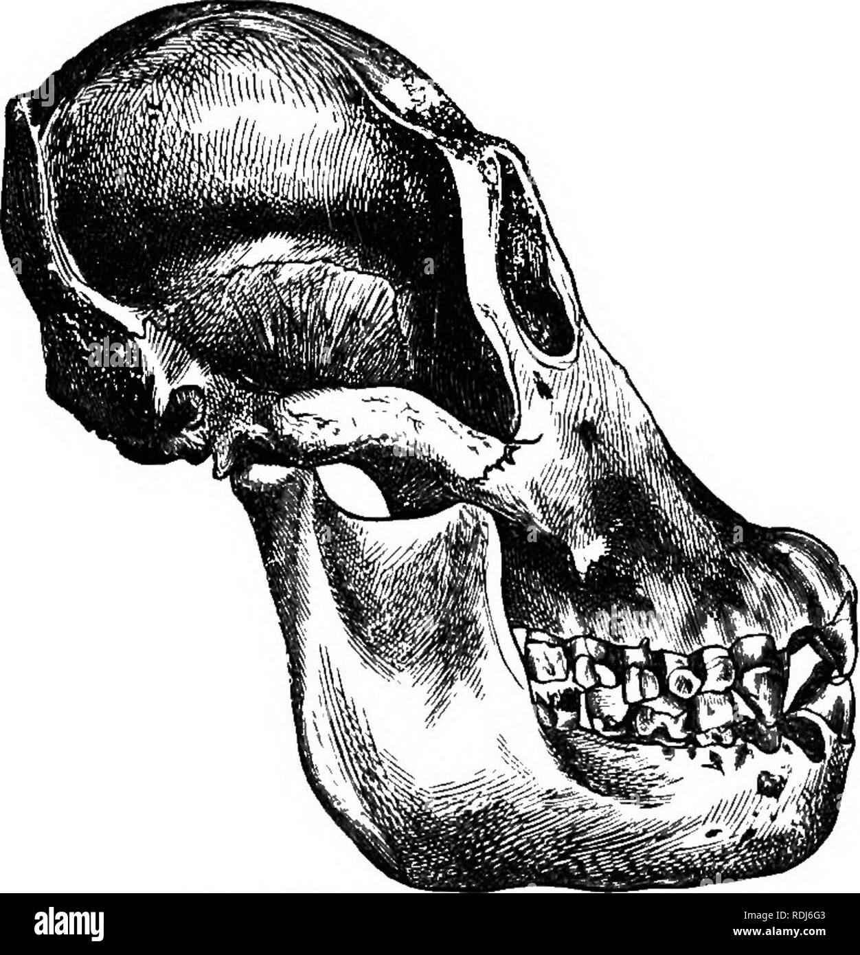 . Anthropoid apes. Apes. ANATOMICAL STEUCTUEE OF ANTHROPOID APES. 77 ...